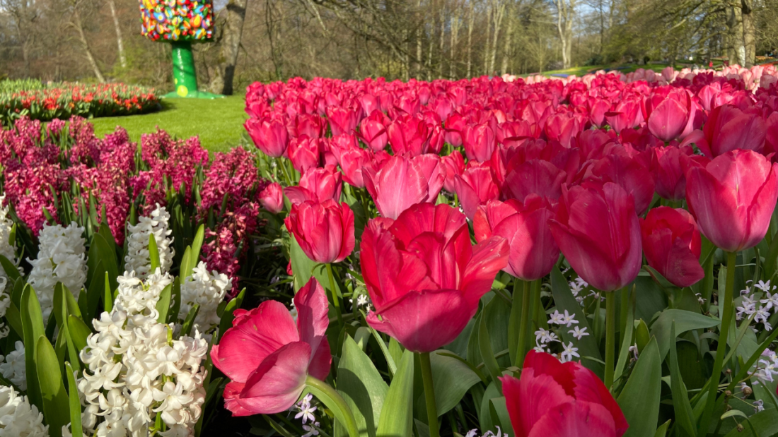 The Amazing Keukenhof of Holland – Robert Babida's Journey to the Alps ...